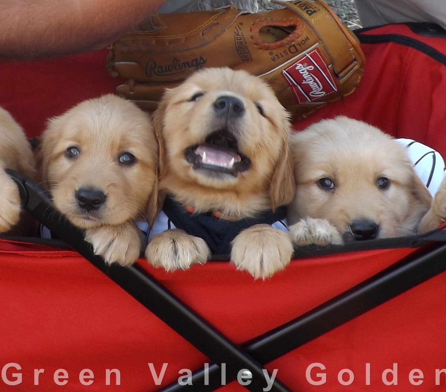 Green Valley Goldens – Quality Companion Golden Retrievers ~ AKC ~ UKC ...