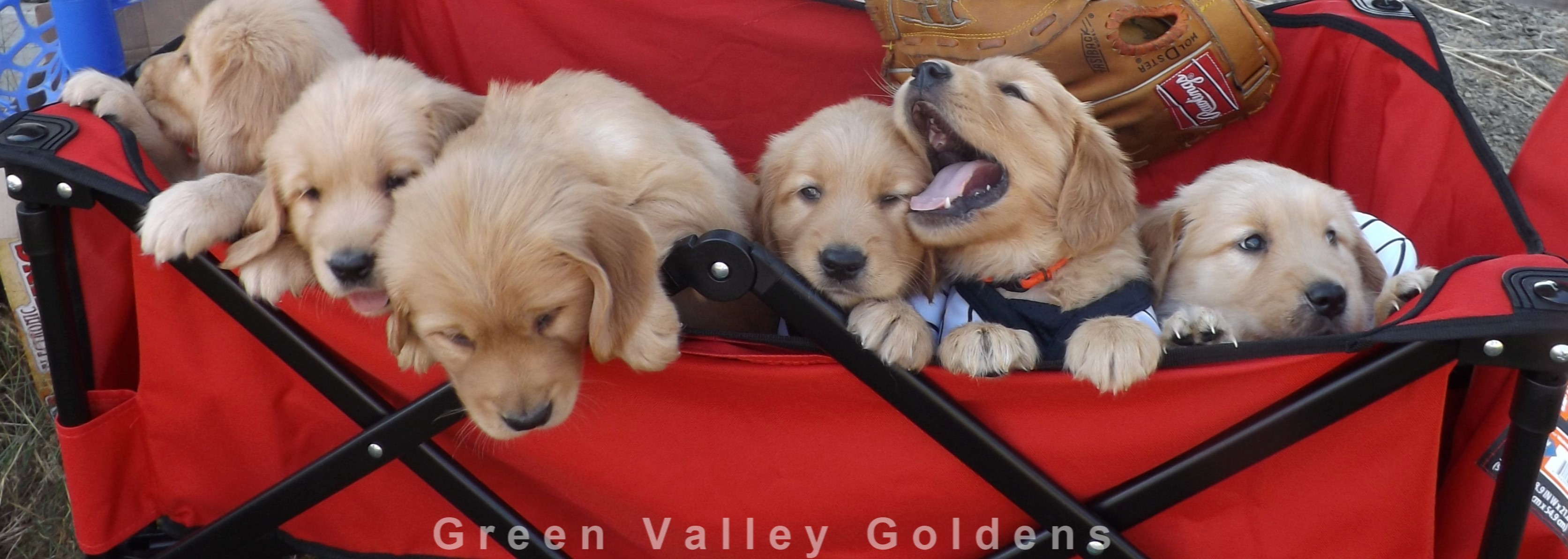 Green Valley Goldens – Quality Companion Golden Retrievers ~ AKC ~ UKC ...