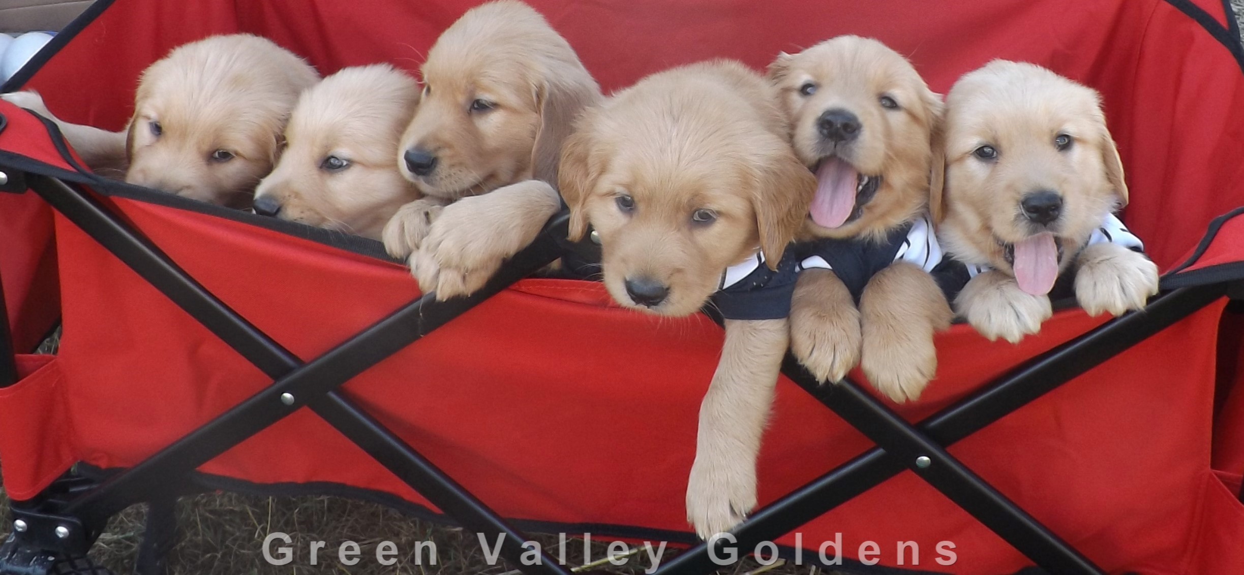 Green Valley Goldens – Quality Companion Golden Retrievers ~ AKC ~ UKC ...