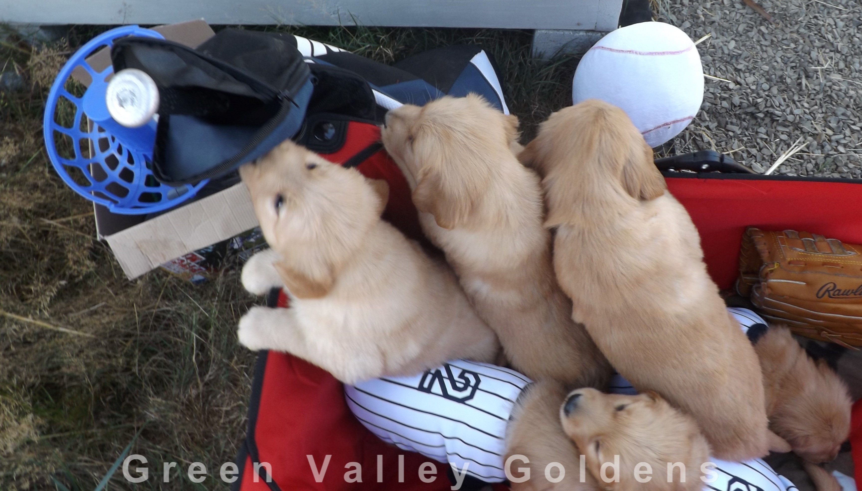 Green Valley Goldens – Quality Companion Golden Retrievers ~ AKC ~ UKC ...