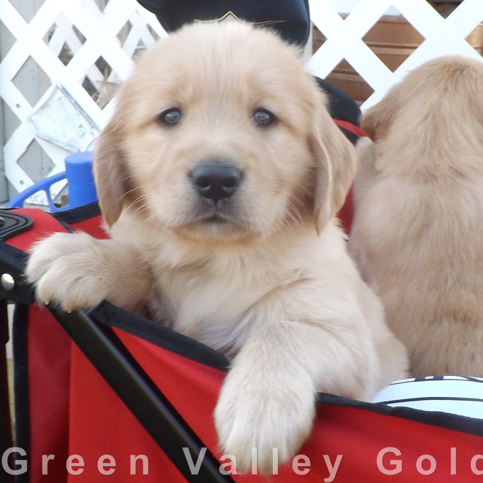 Green Valley Goldens – Quality Companion Golden Retrievers ~ AKC ~ UKC ...