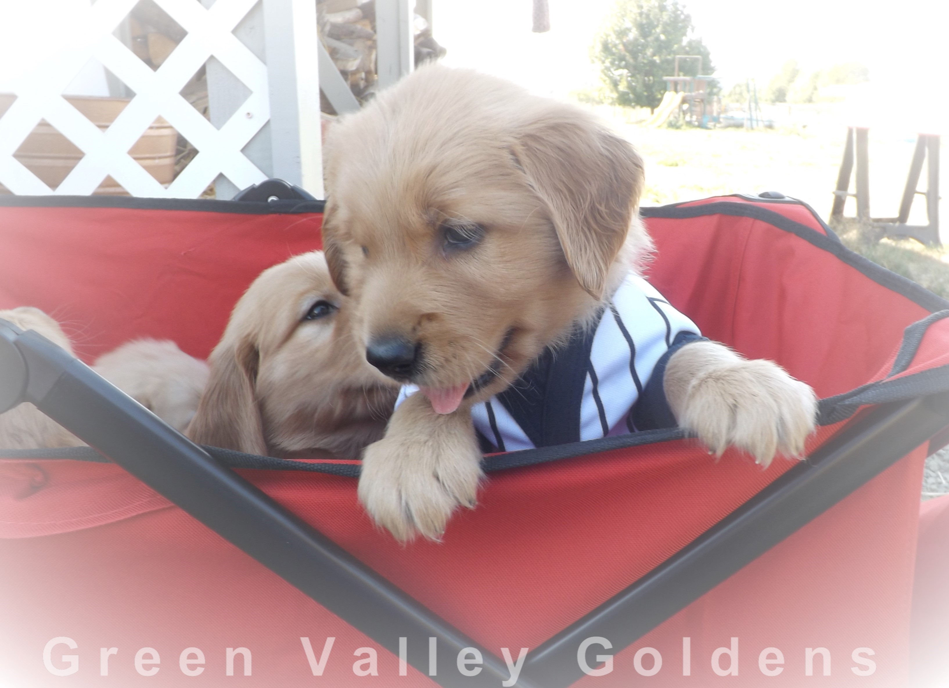 Green Valley Goldens – Quality Companion Golden Retrievers ~ AKC ~ UKC ...