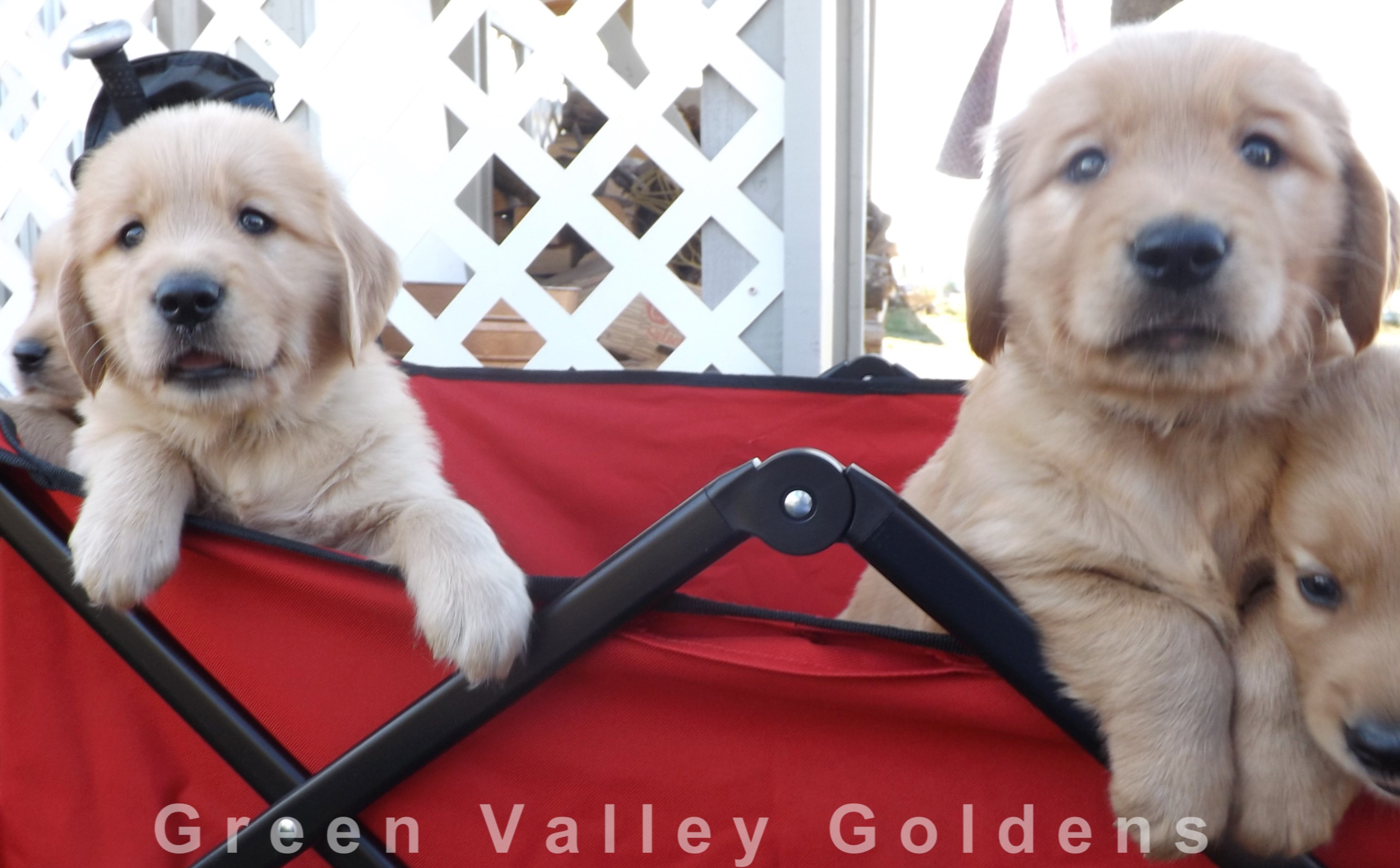 Green Valley Goldens – Quality Companion Golden Retrievers ~ AKC ~ UKC ...