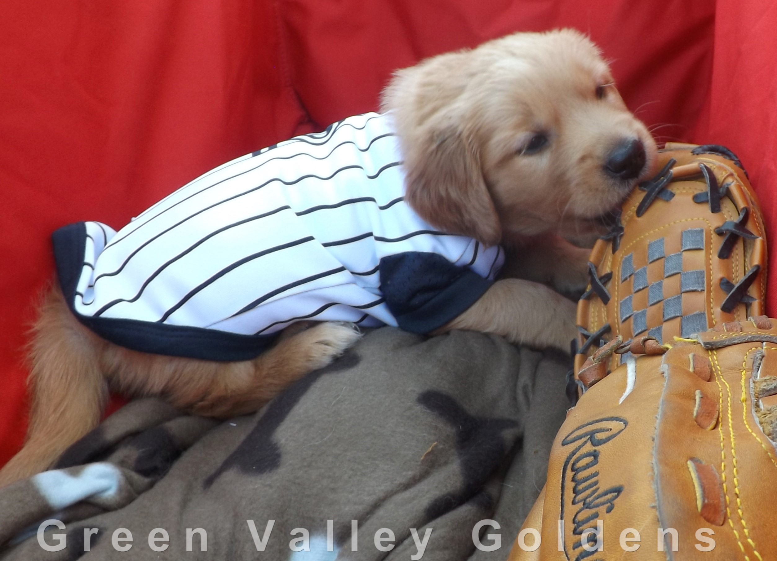 Green Valley Goldens – Quality Companion Golden Retrievers ~ AKC ~ UKC ...