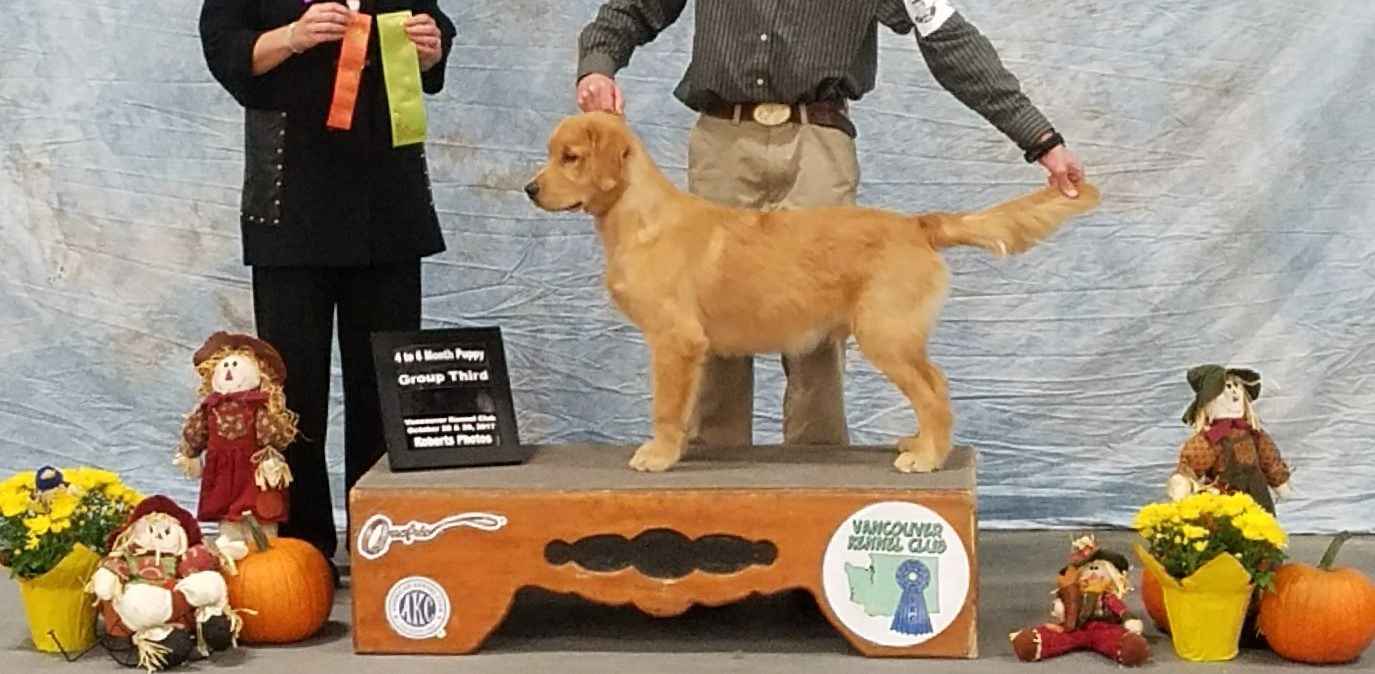 Riley – Green Valley Goldens