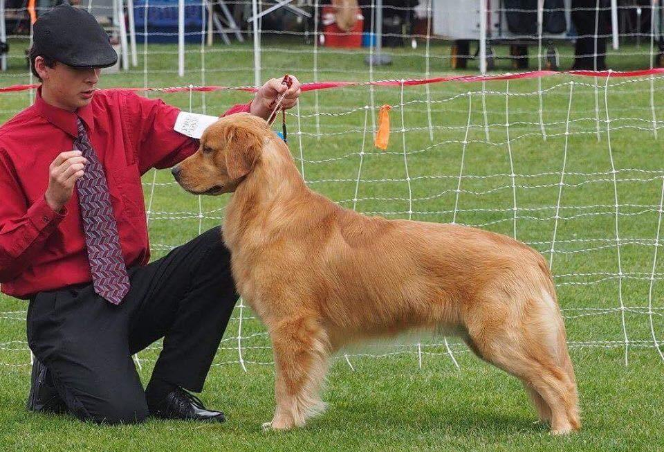 Riley – Green Valley Goldens