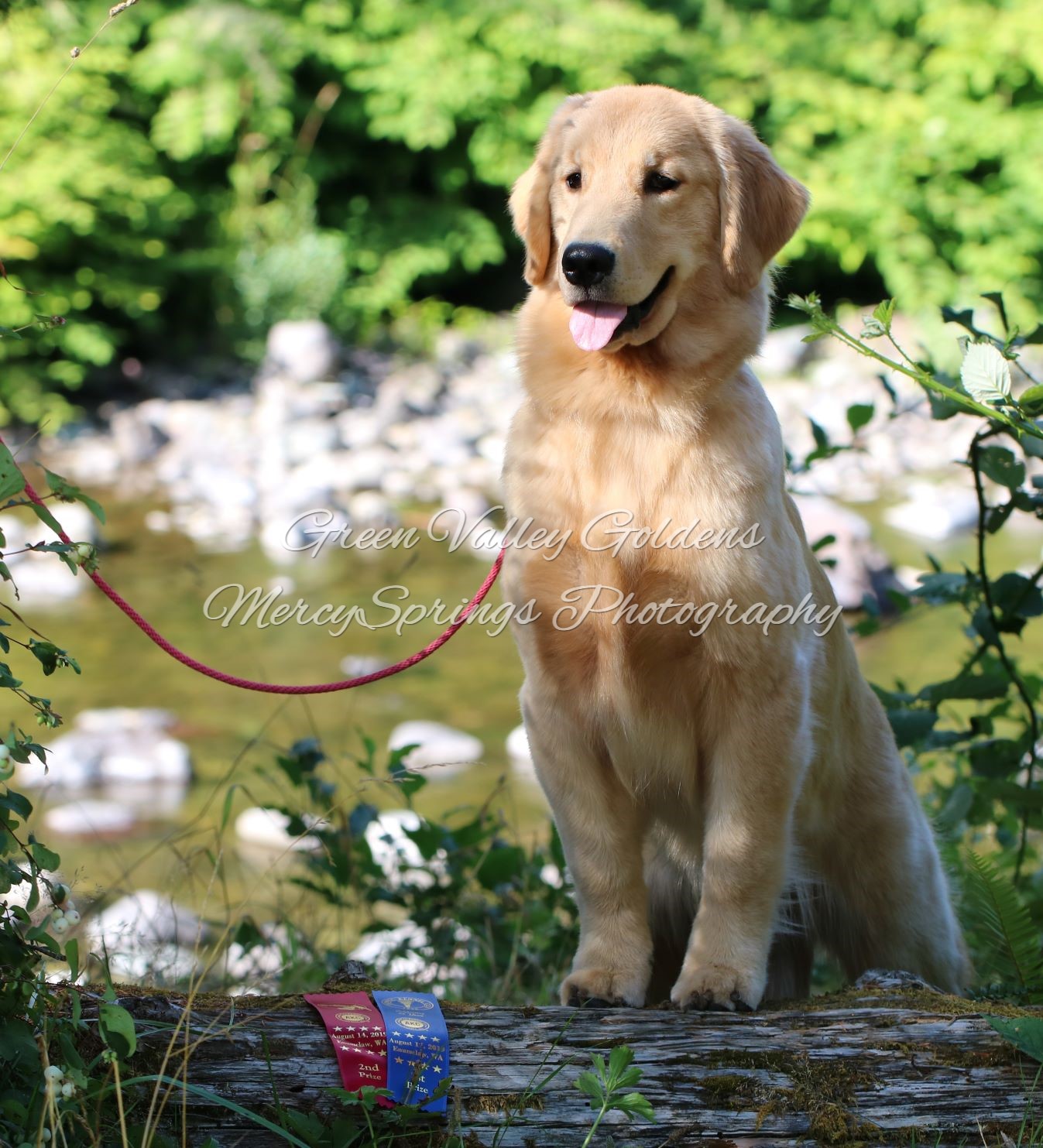 Green Valley Goldens – Quality Companion Golden Retrievers ~ AKC ~ UKC ...