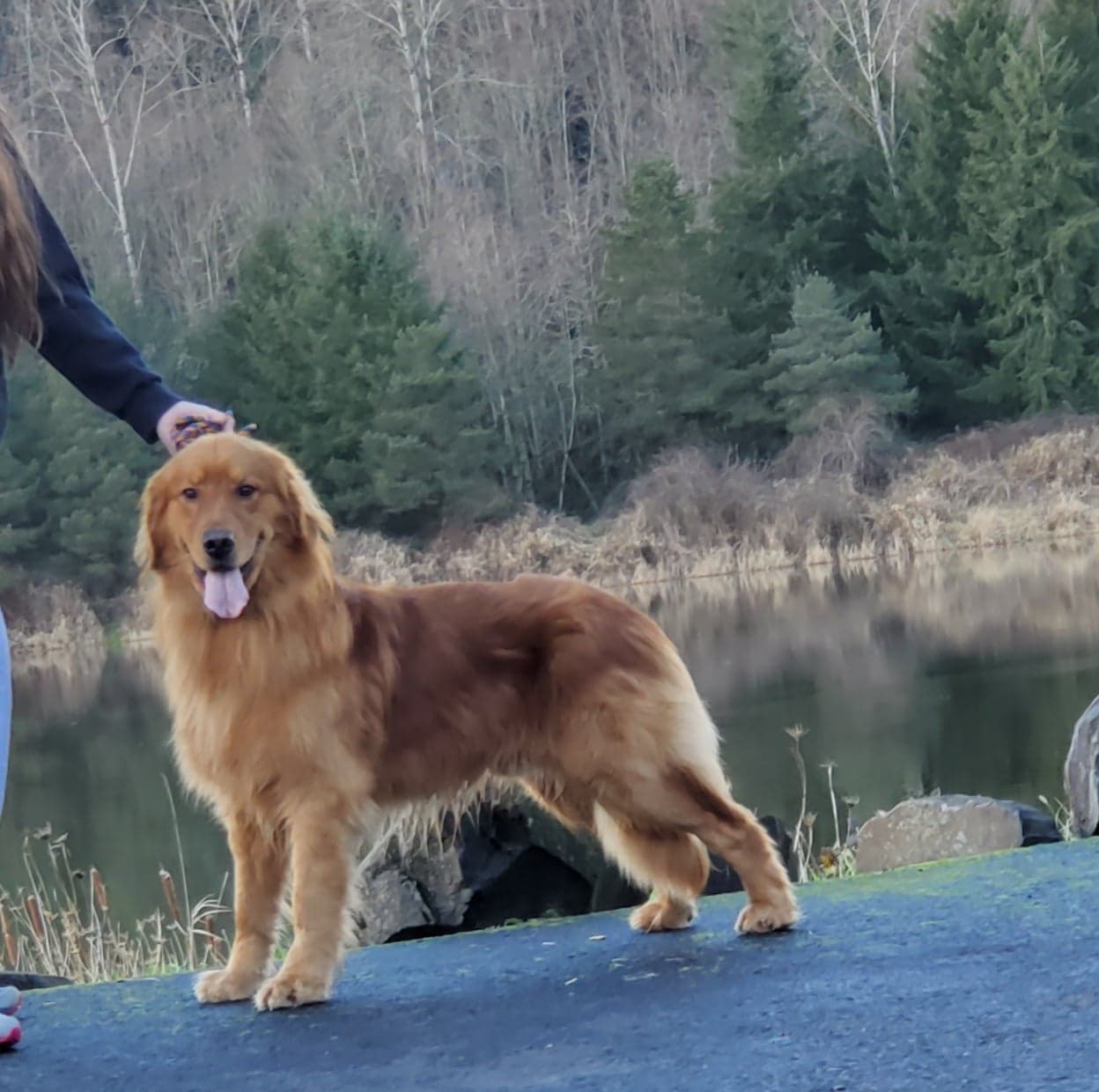 Green Valley Goldens – Quality Companion Golden Retrievers ~ AKC ~ UKC ...
