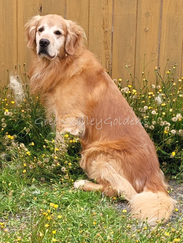 Available dogs and puppies – Green Valley Goldens